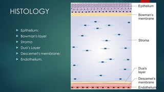 anatomy of cornea powerpoint presentatation .pptx
