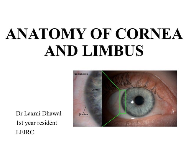 ANATOMY OF CORNEA AND LIMBUS....new.pptx