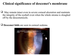 ANATOMY OF CORNEA AND LIMBUS....new.pptx