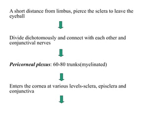ANATOMY OF CORNEA AND LIMBUS....new.pptx