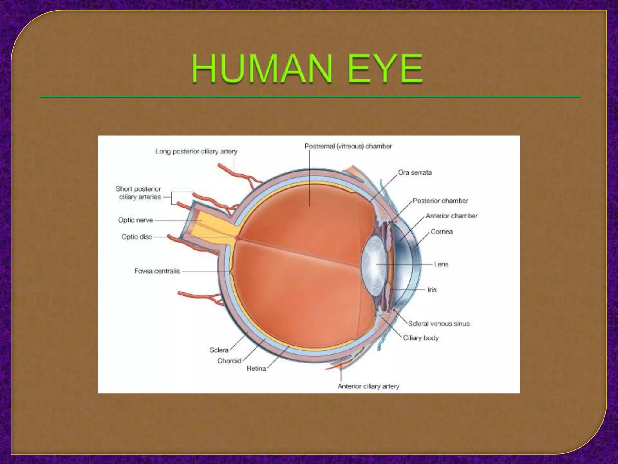 Anatomy of cornea copy | PPT