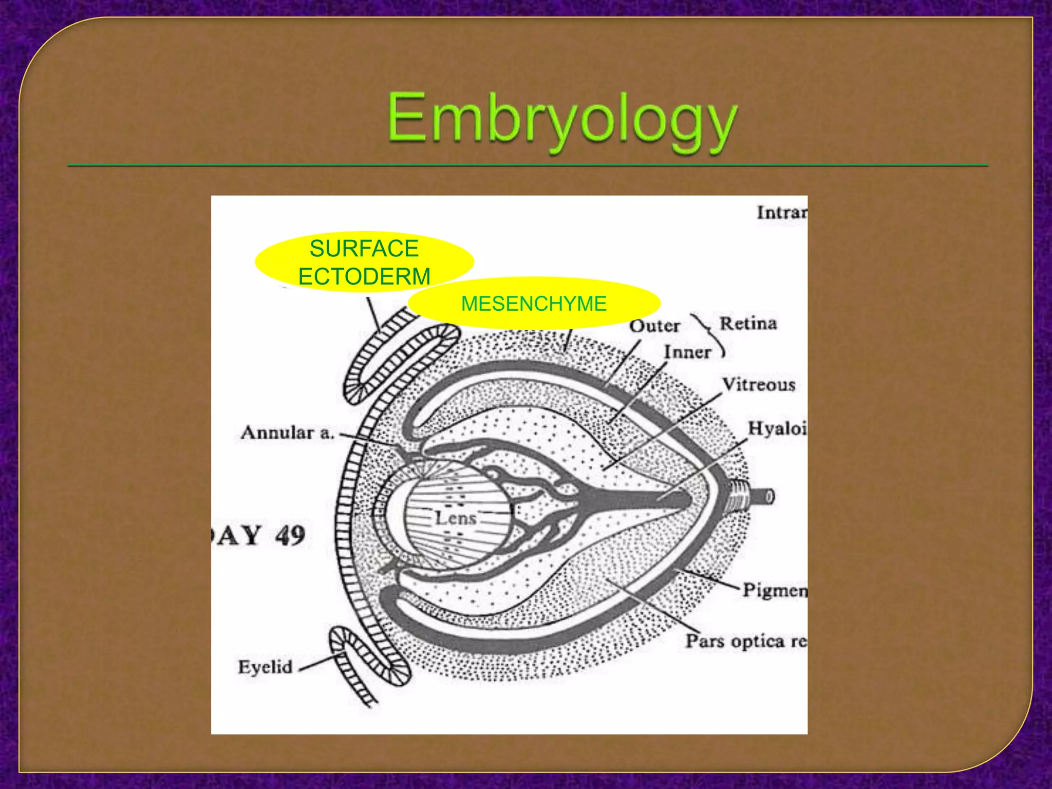 Anatomy of cornea copy | PPT