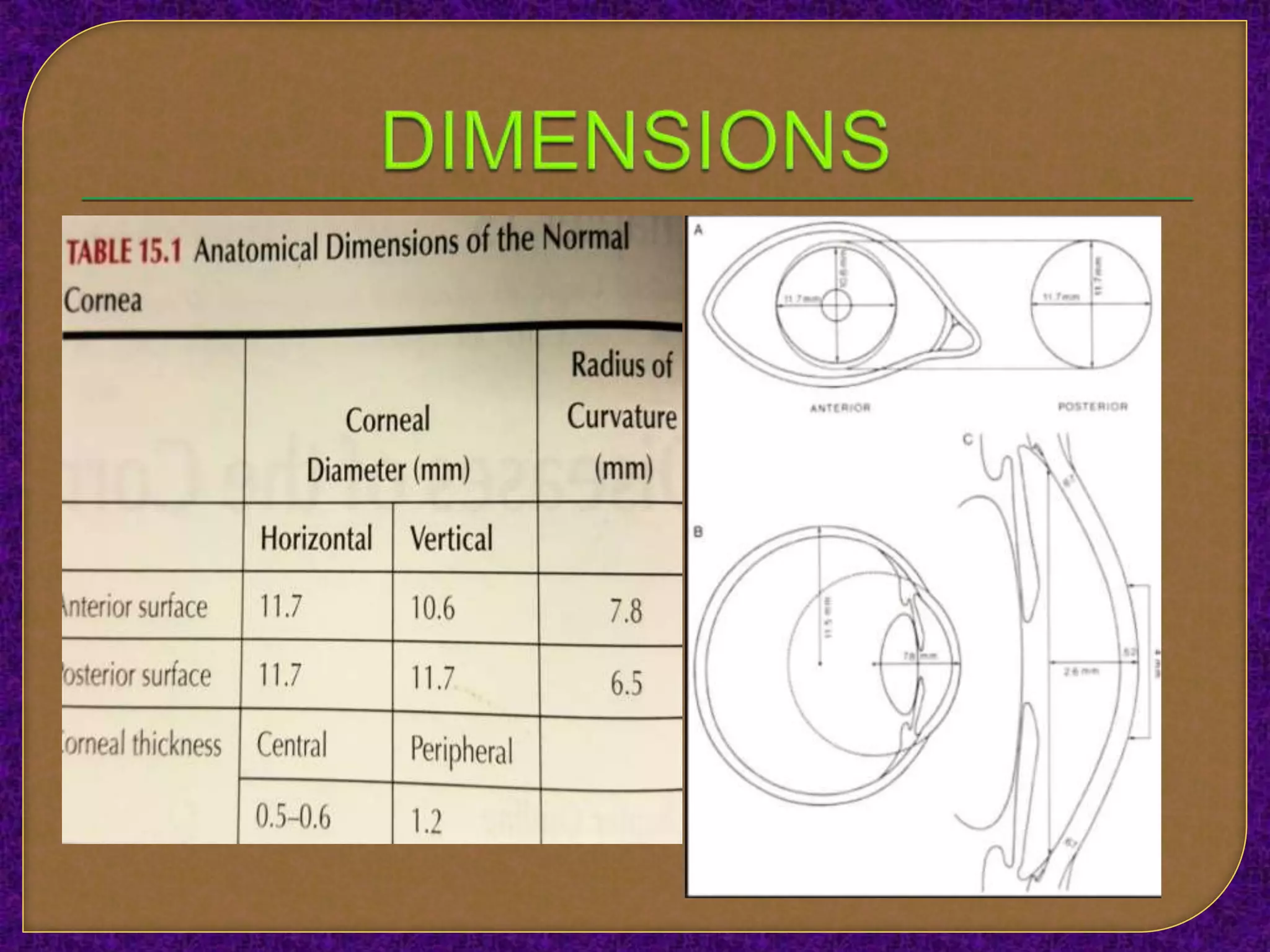 Anatomy of cornea copy | PPT