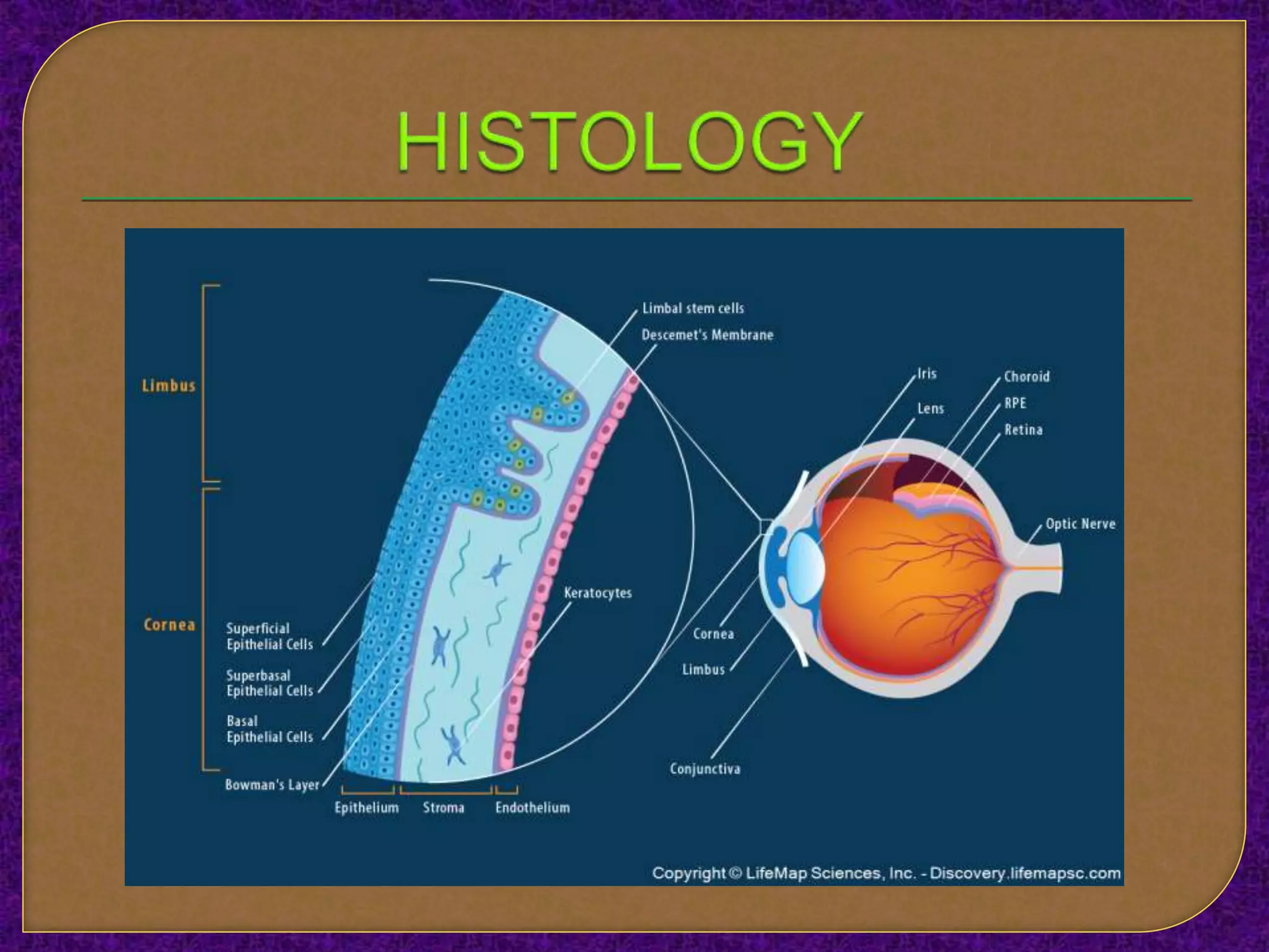 Anatomy of cornea copy | PPT