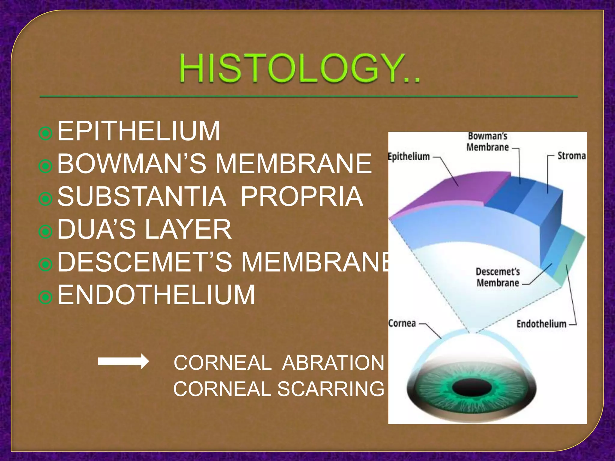 Anatomy of cornea copy | PPT