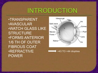 Anatomy of cornea copy | PPTX