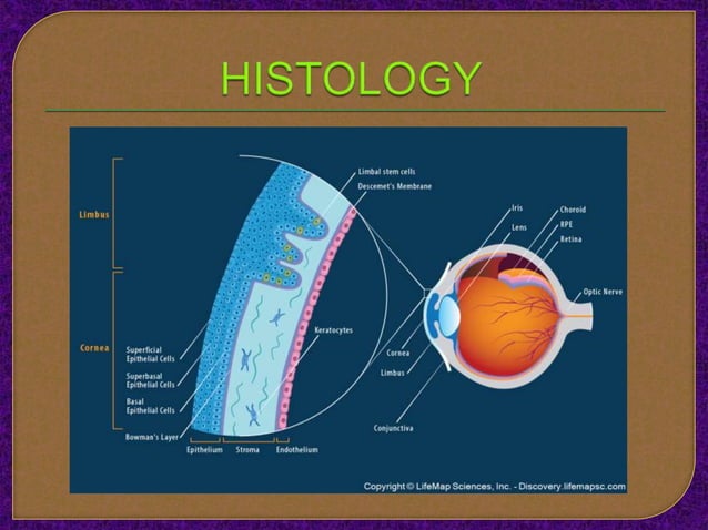 Anatomy of cornea copy | PPT