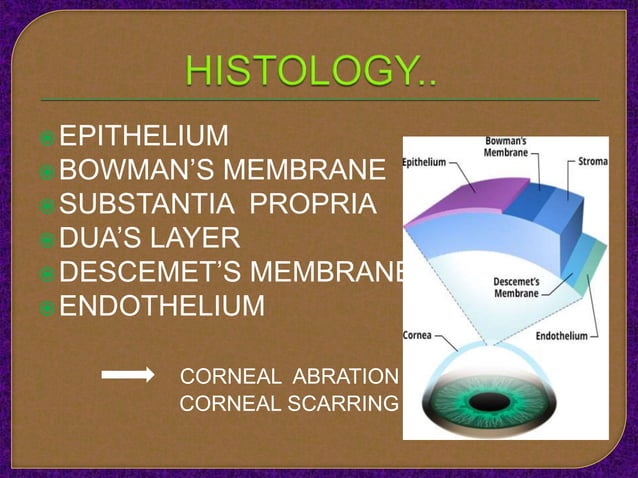 Anatomy of cornea copy | PPT