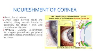 ANATOMY OF CORNEA AND CORNEAL DEGENERATIONS FINal.pptx