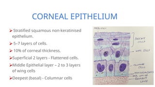 ANATOMY OF CORNEA AND CORNEAL DEGENERATIONS FINal.pptx