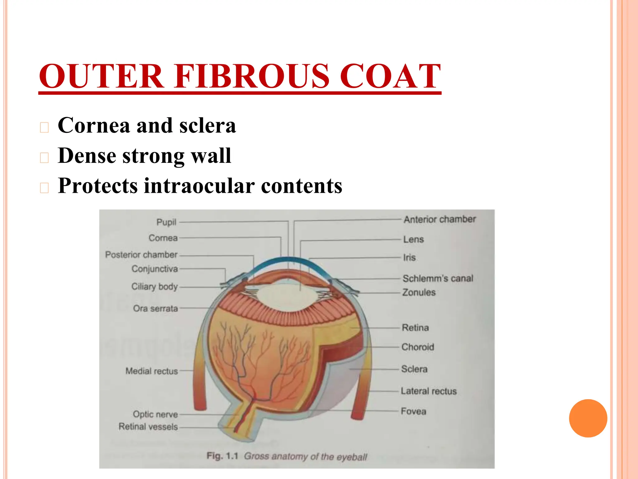 ANATOMY OF CORNEA AND MAINTENANCE OF CORNEAL TRANSPARENCY-1.pptx