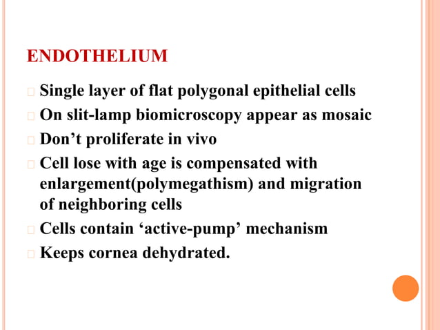 ANATOMY OF CORNEA AND MAINTENANCE OF CORNEAL TRANSPARENCY-1.pptx | Eye ...