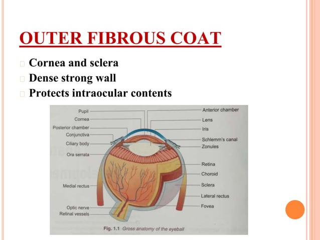ANATOMY OF CORNEA AND MAINTENANCE OF CORNEAL TRANSPARENCY-1.pptx | Eye ...