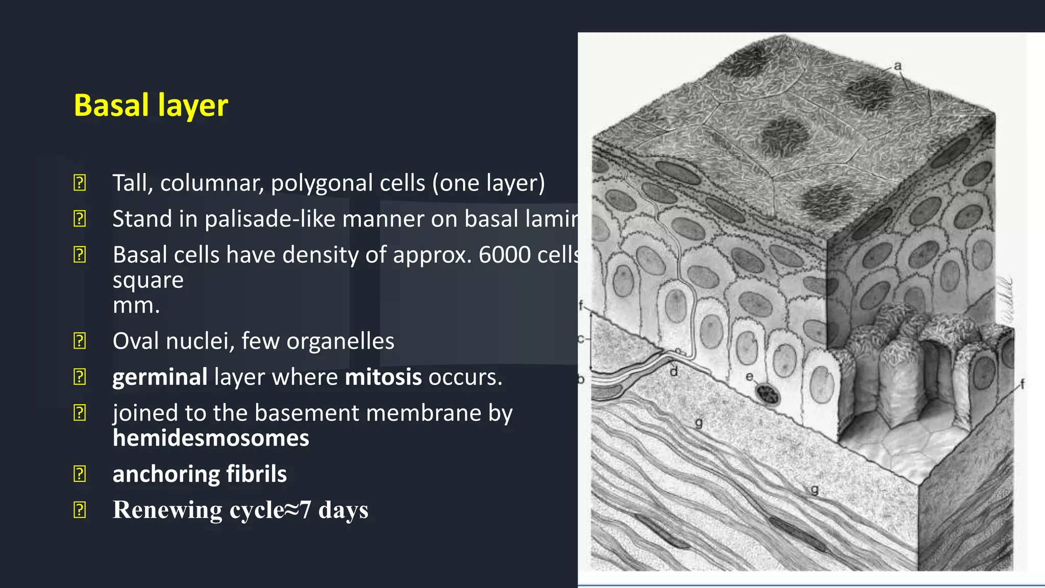 Anatomy of cornea and sclera | PPTX
