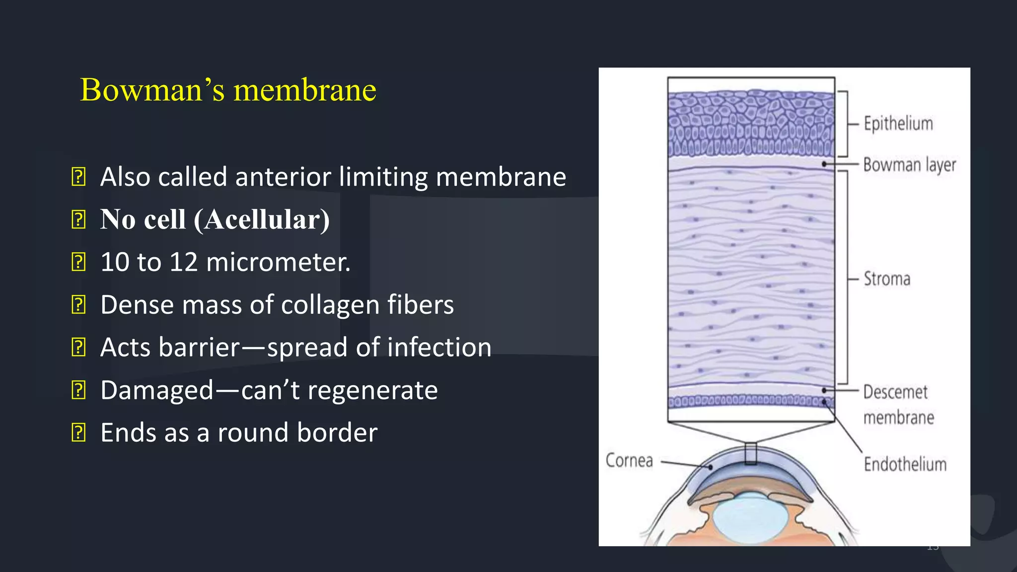 Anatomy of cornea and sclera | PPTX