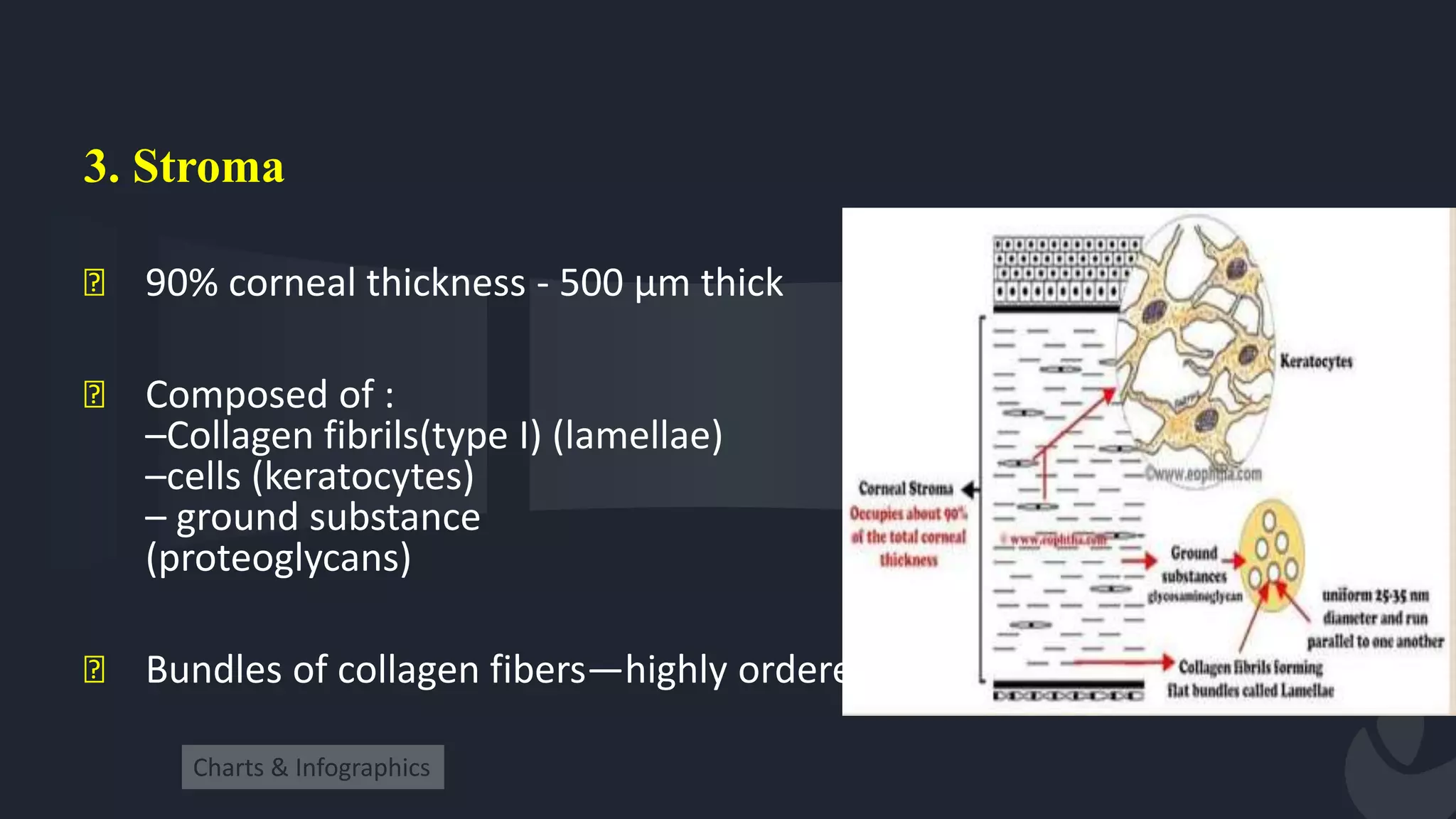 Anatomy of cornea and sclera | PPTX