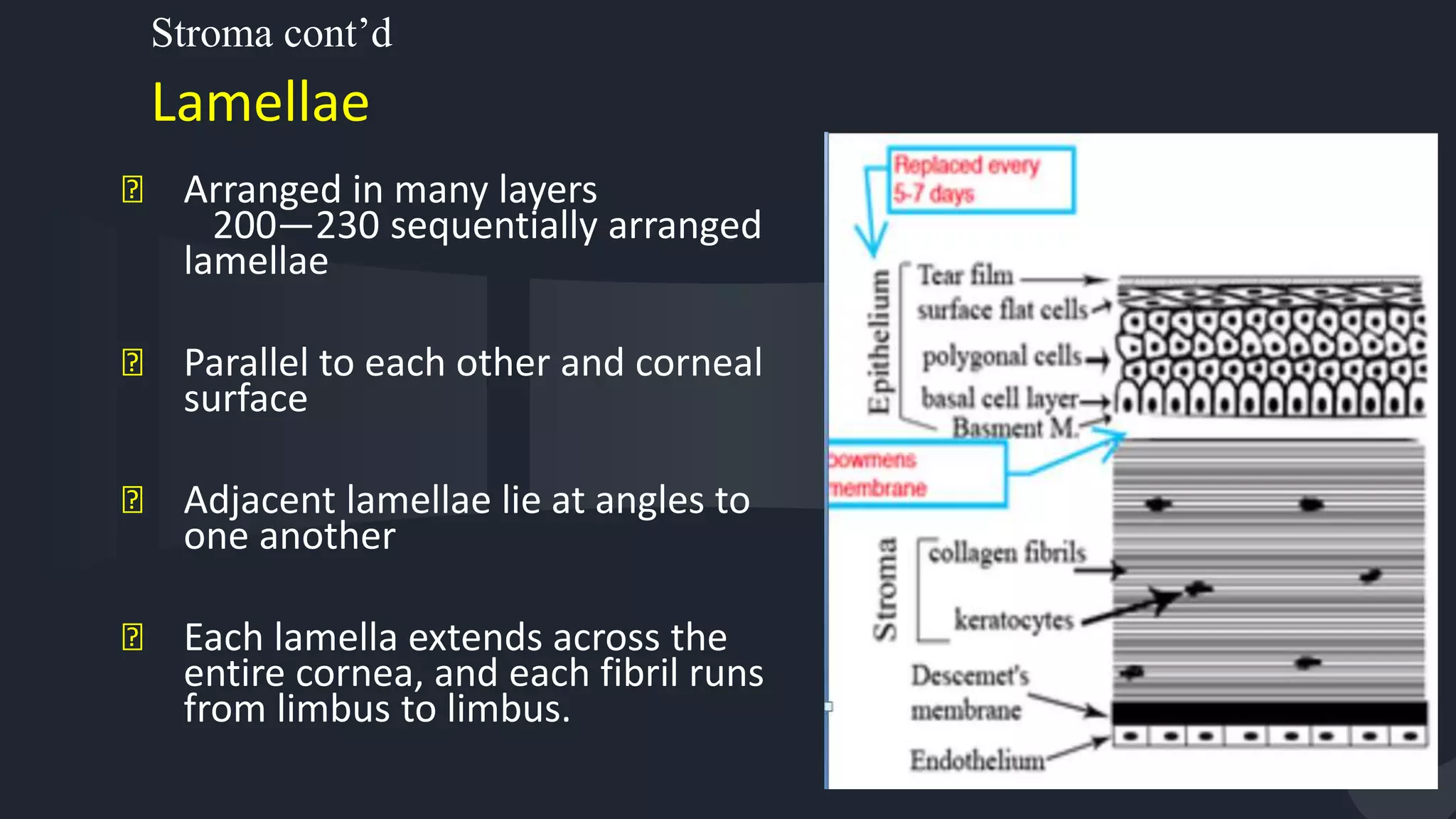 Anatomy of cornea and sclera | PPTX