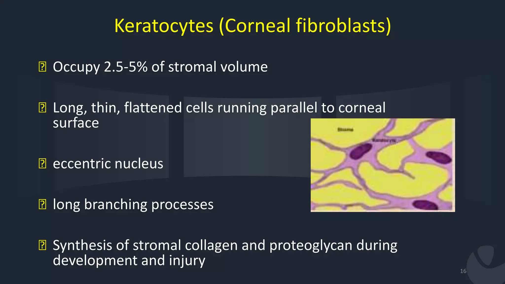 Anatomy of cornea and sclera | PPTX