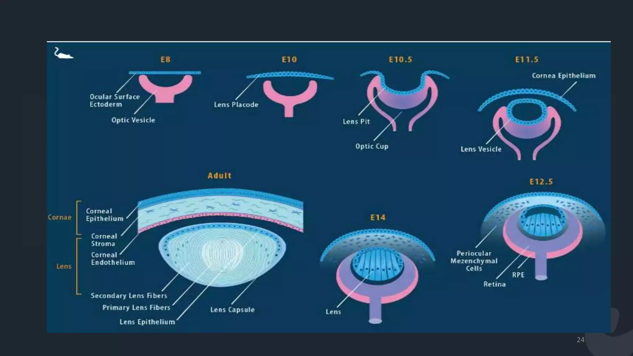 Anatomy Of Cornea And Sclera Pptx