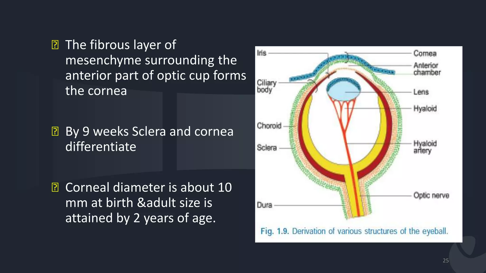 Anatomy of cornea and sclera | PPTX | Eye and Vision Conditions ...