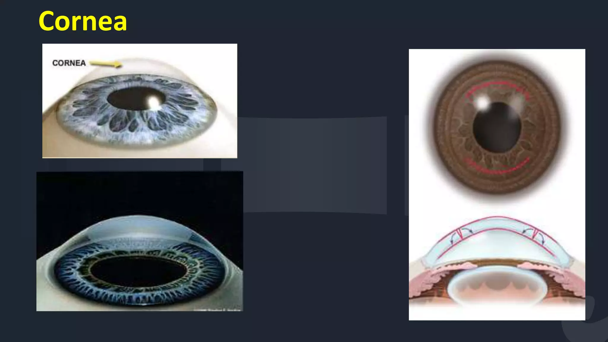 Anatomy of cornea and sclera | PPTX