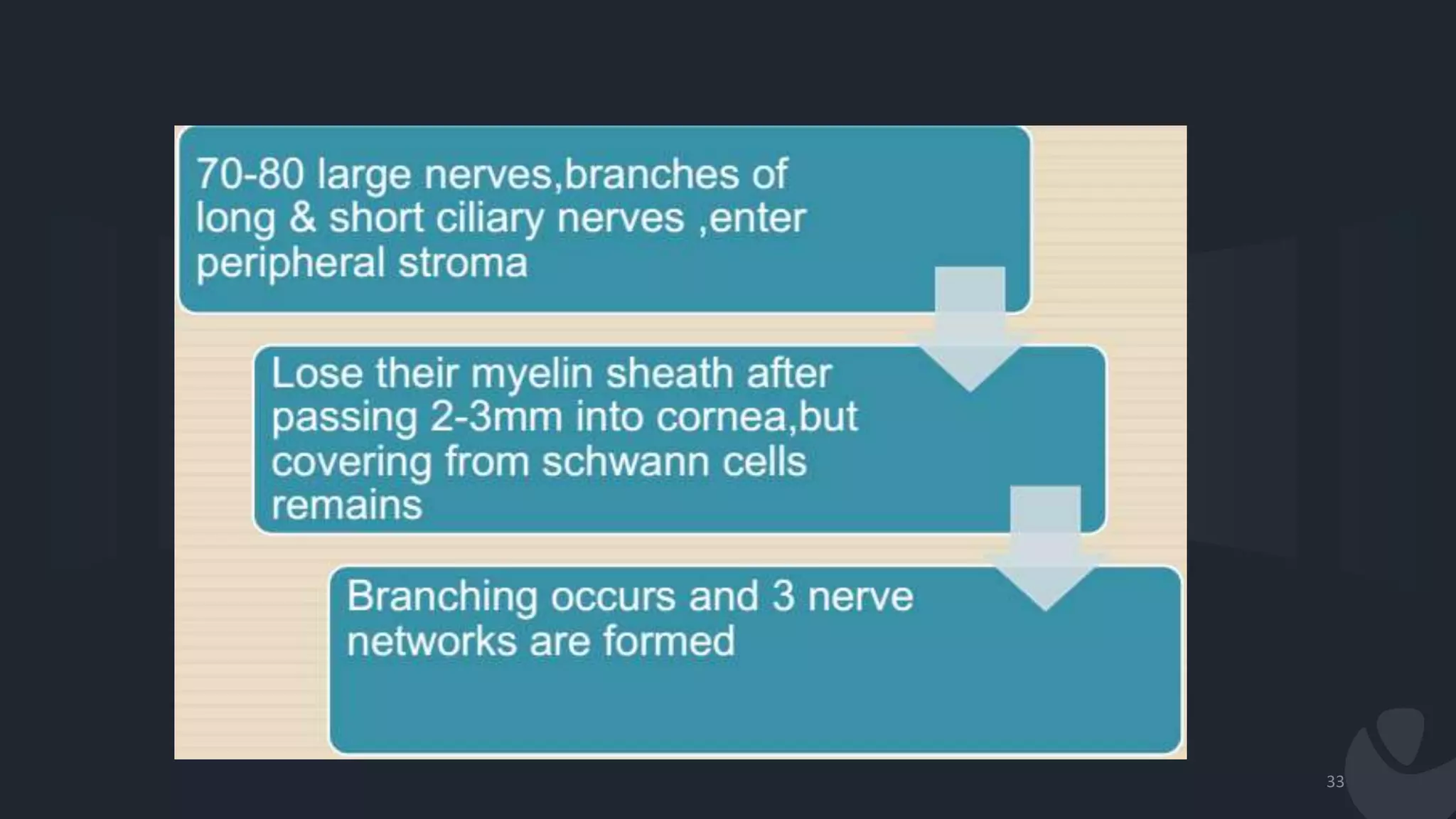 Anatomy Of Cornea And Sclera Pptx