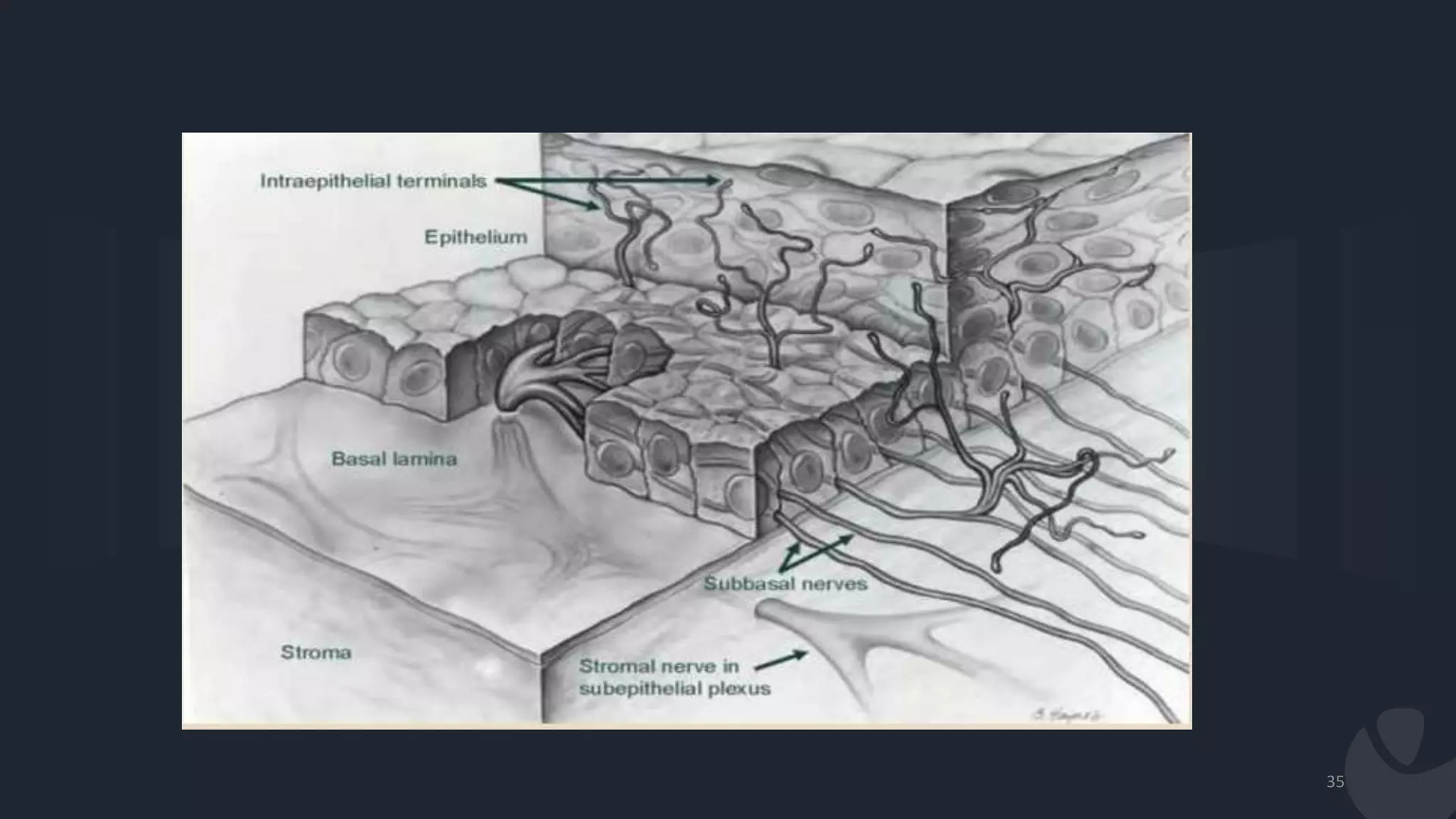 Anatomy Of Cornea And Sclera Pptx