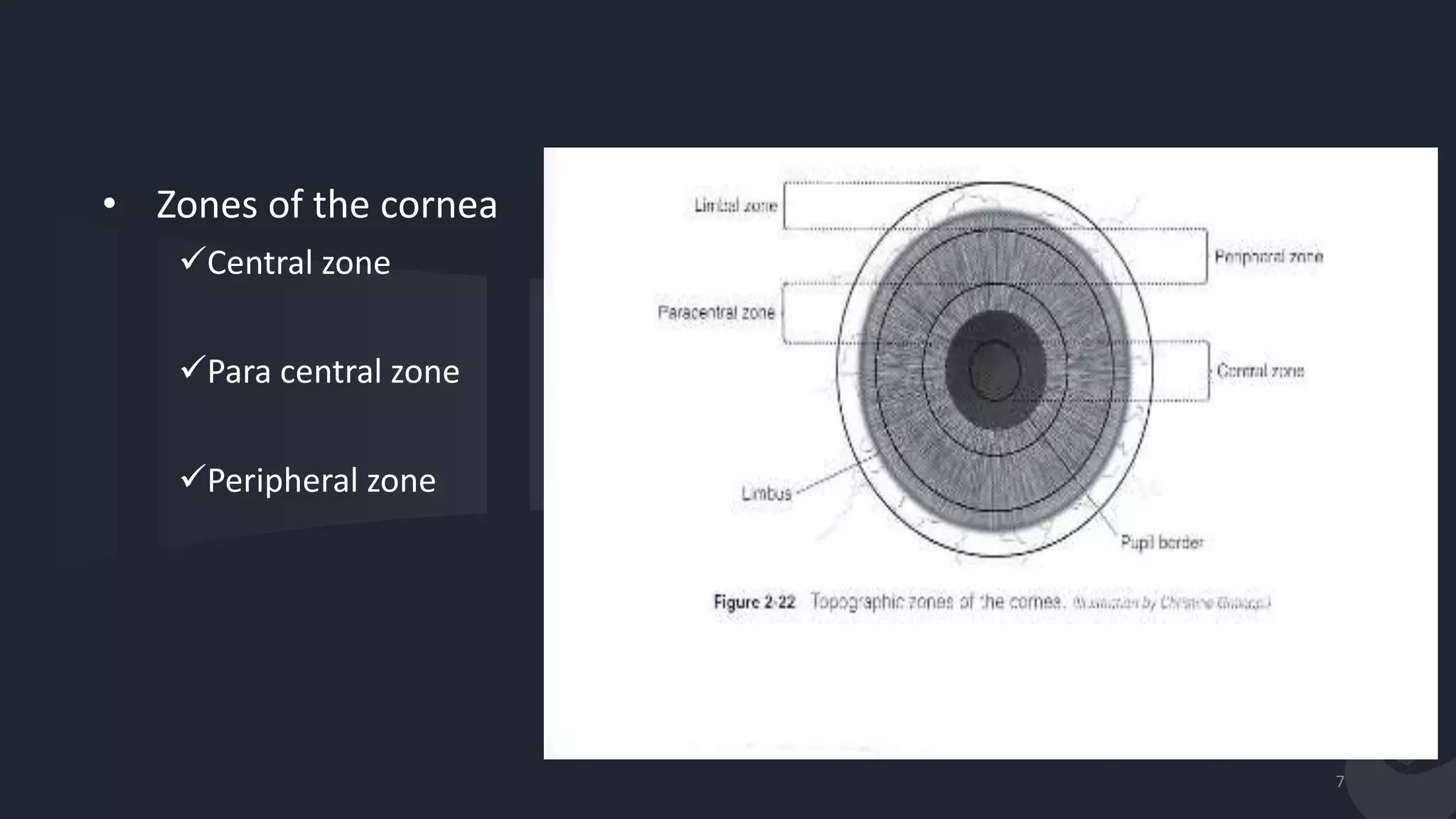 Anatomy of cornea and sclera | PPTX