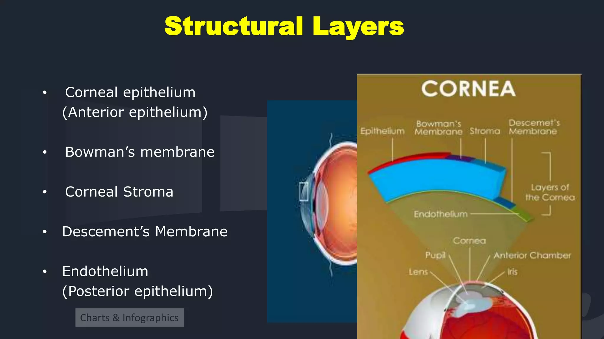 Anatomy of cornea and sclera | PPTX