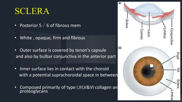 Anatomy of cornea and sclera | PPTX | Eye and Vision Conditions ...