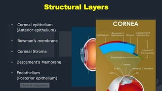 Anatomy of cornea and sclera | PPTX