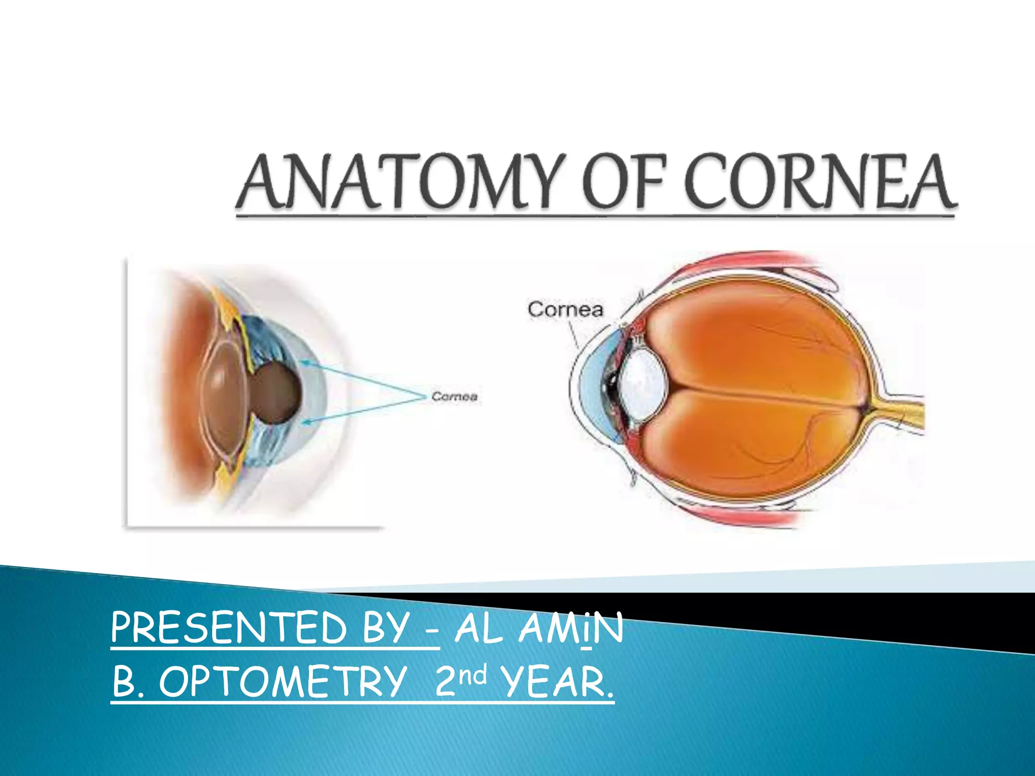 Anatomy of cornea by alamin | PPTX