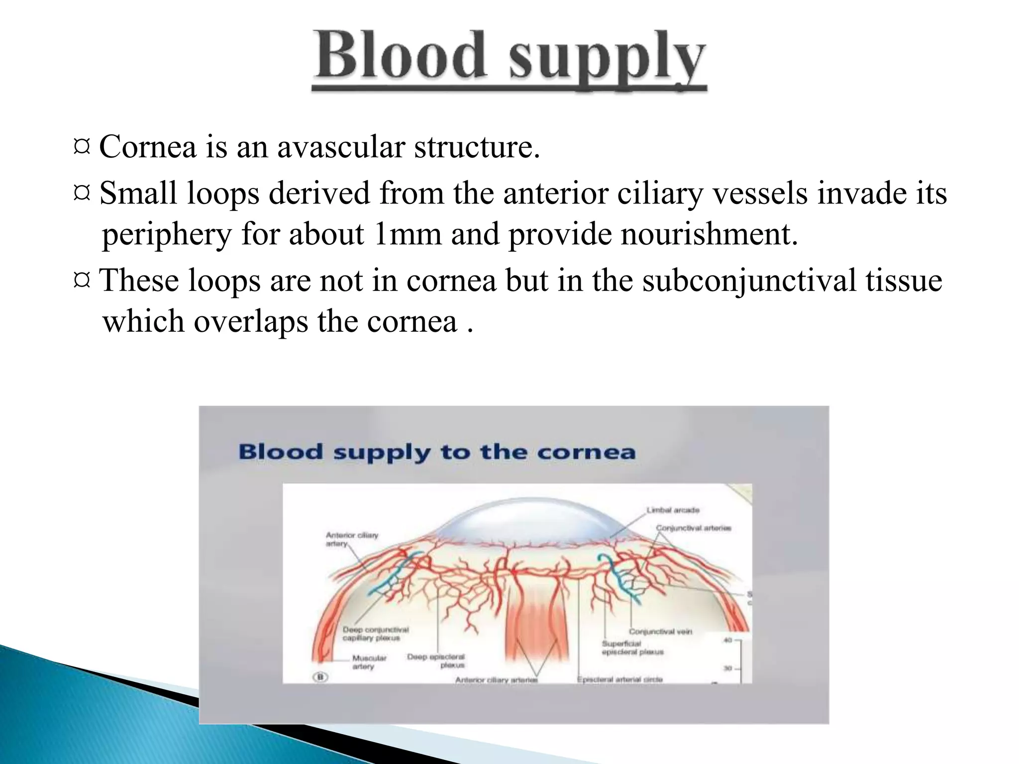 Anatomy of cornea by alamin | PPTX