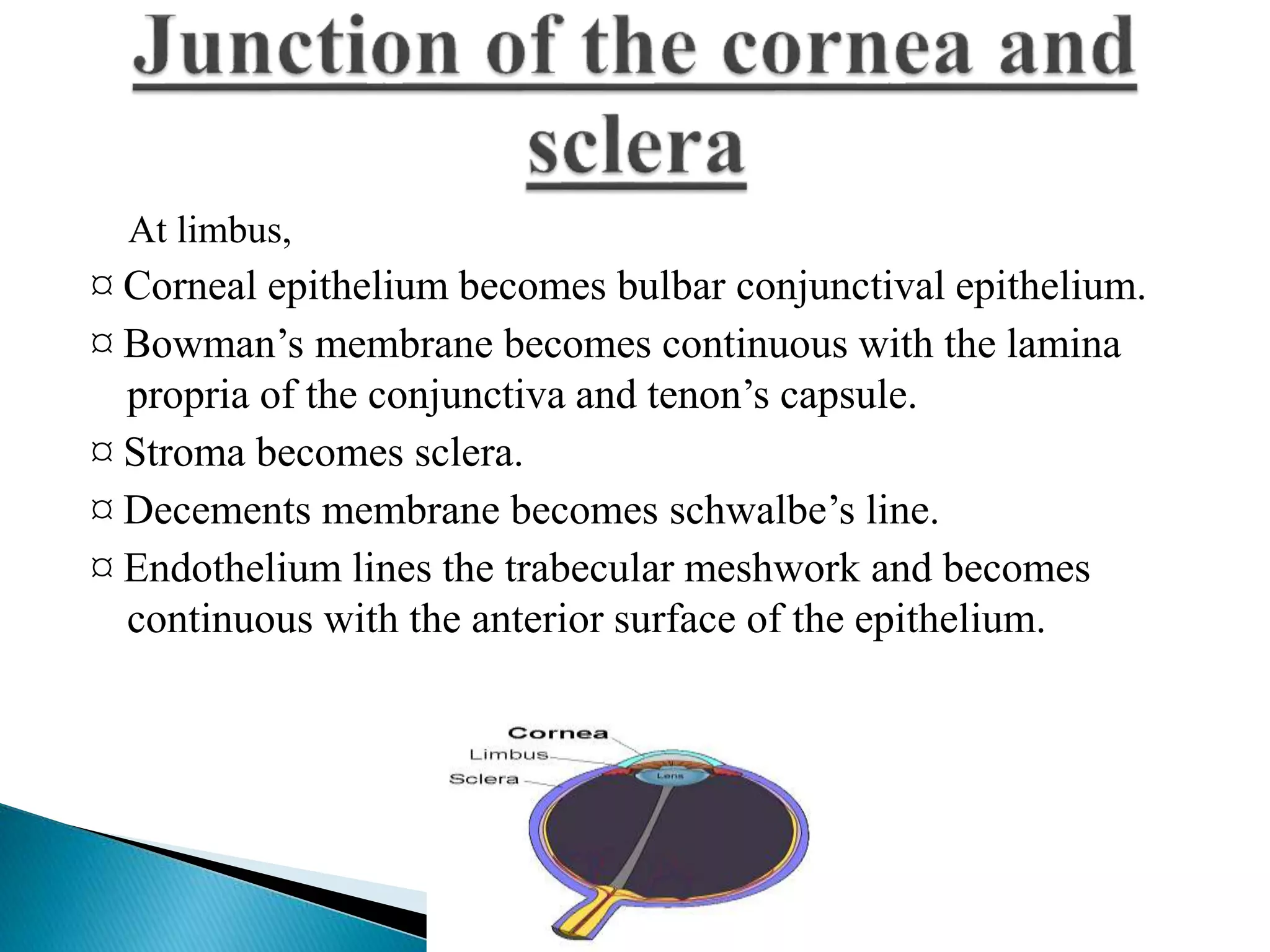 Anatomy of cornea by alamin | PPTX