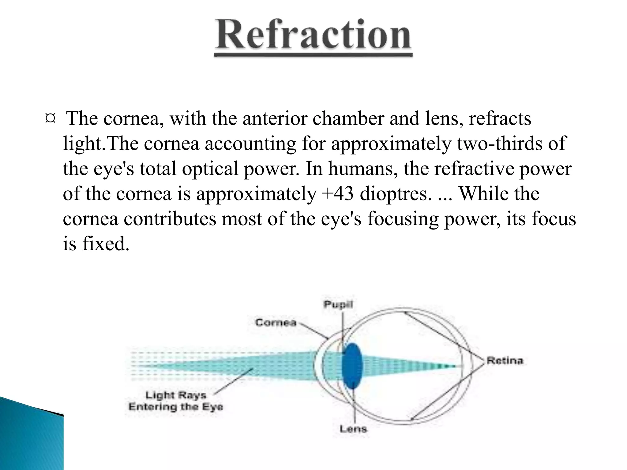 Anatomy of cornea by alamin | PPTX