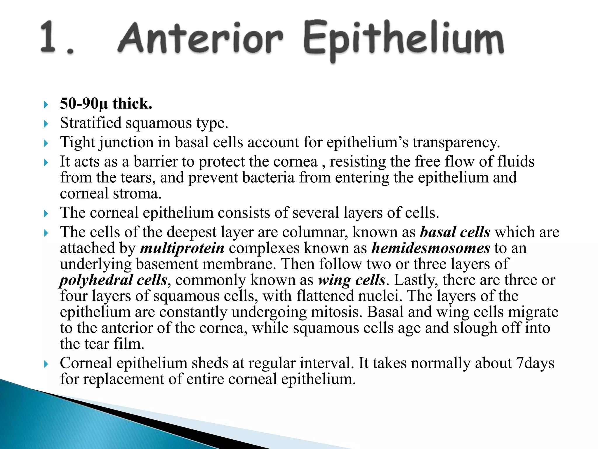 Anatomy of cornea by alamin | PPTX