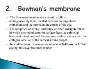 Anatomy of cornea by alamin | PPT