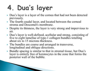Anatomy of cornea by alamin | PPT