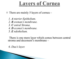 Anatomy of cornea by alamin | PPT