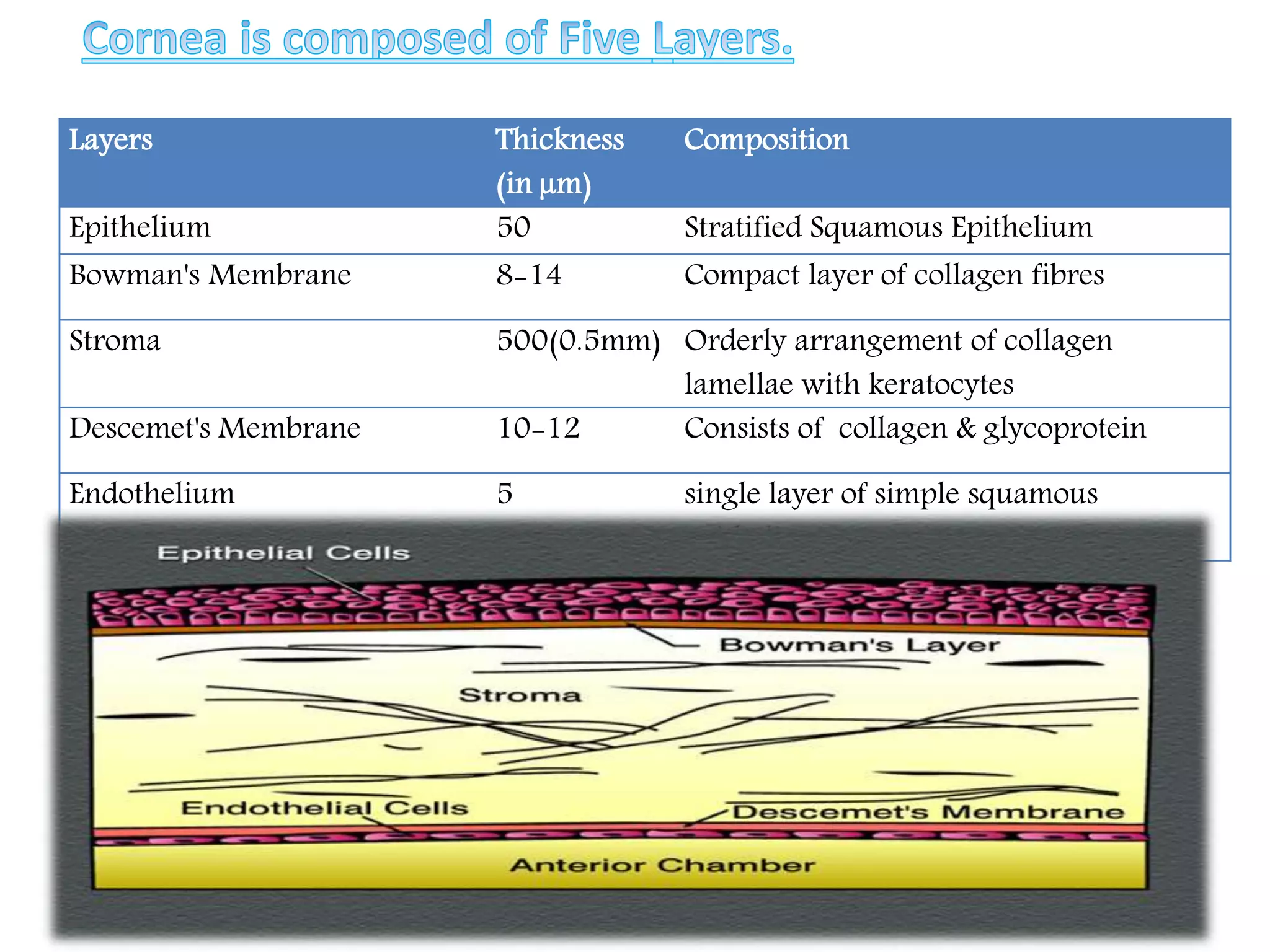 Anatomy of cornea & corneal tranparency dr.ysr