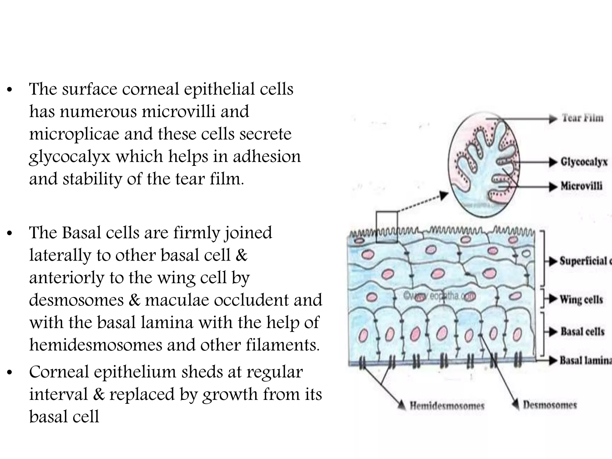 Anatomy of cornea & corneal tranparency dr.ysr