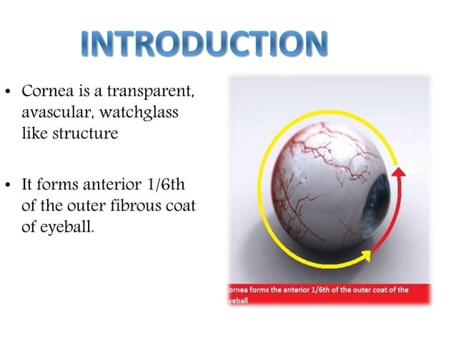 Anatomy of cornea & corneal tranparency dr.ysr