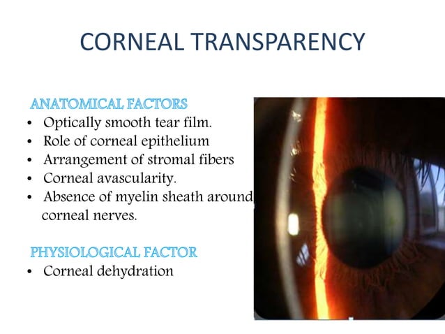 Anatomy of cornea & corneal tranparency dr.ysr