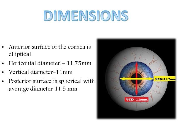 Anatomy of cornea & corneal tranparency dr.ysr