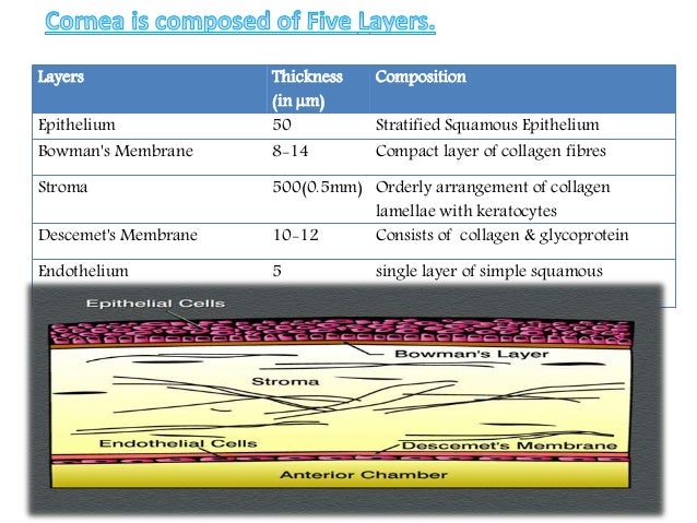 Anatomy of cornea & corneal tranparency dr.ysr