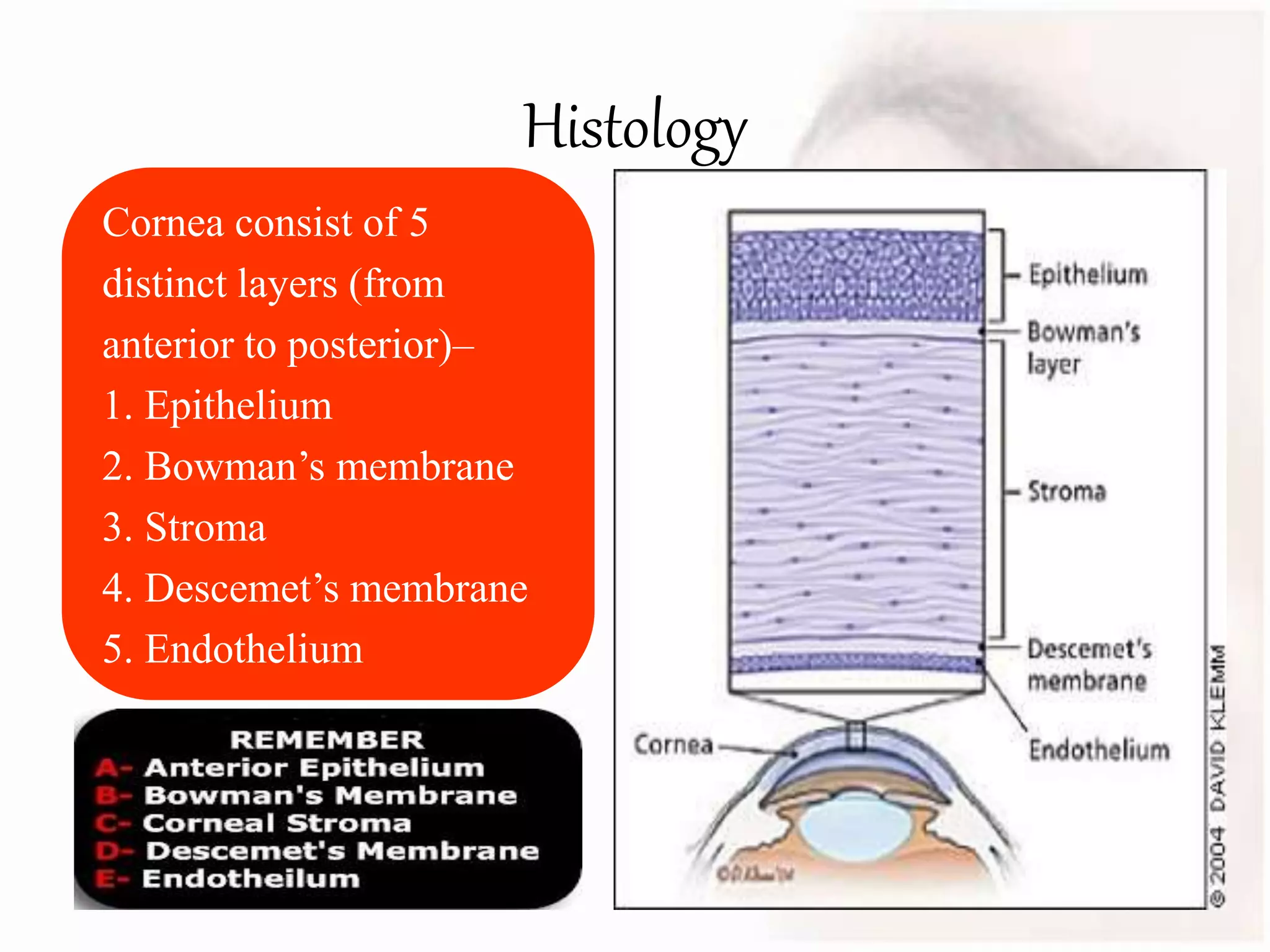 Anatomy of cornea of dr. sohel mahmud | PPTX