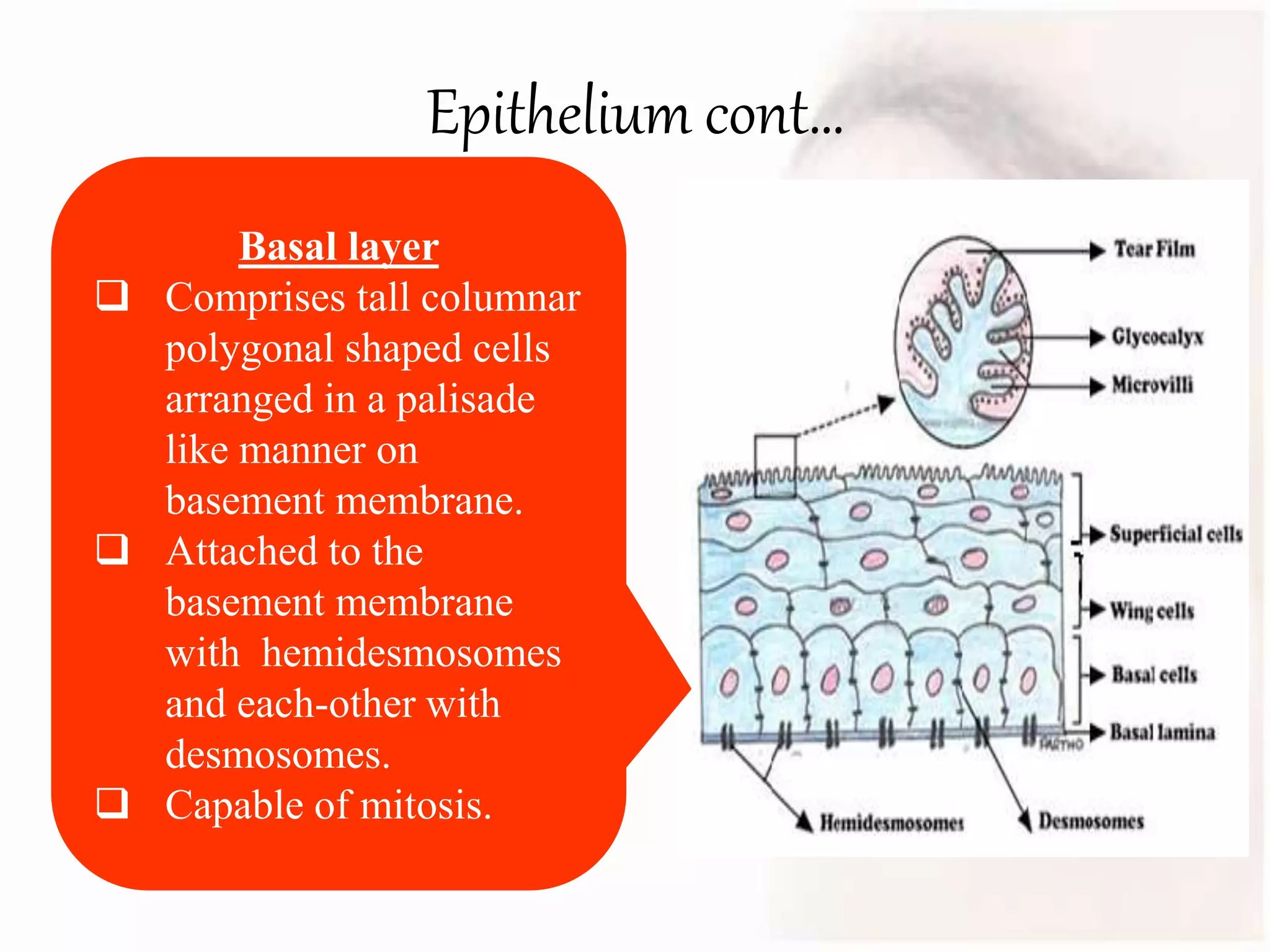 Anatomy of cornea of dr. sohel mahmud | PPTX