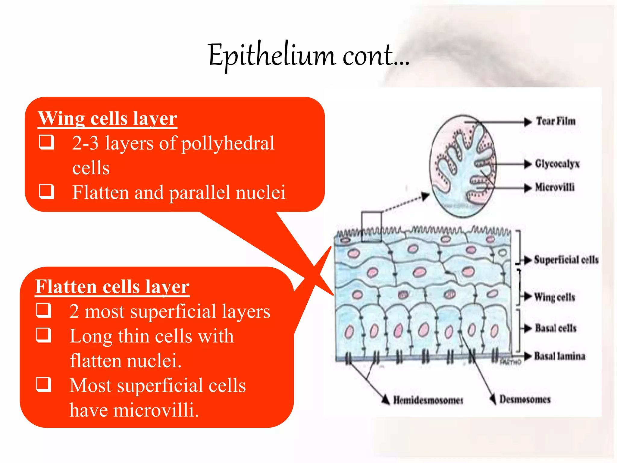 Anatomy of cornea of dr. sohel mahmud | PPTX