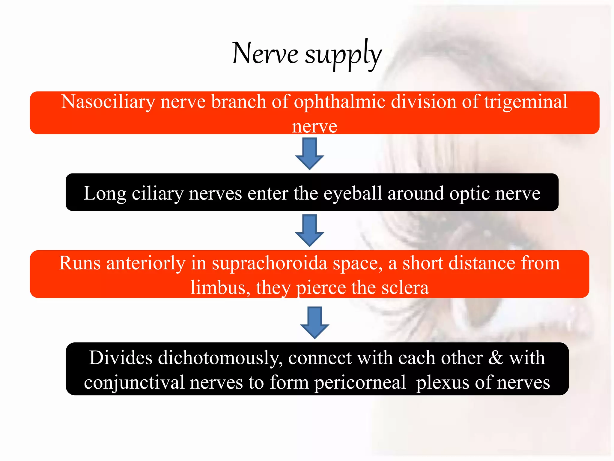 Anatomy of cornea of dr. sohel mahmud | PPTX