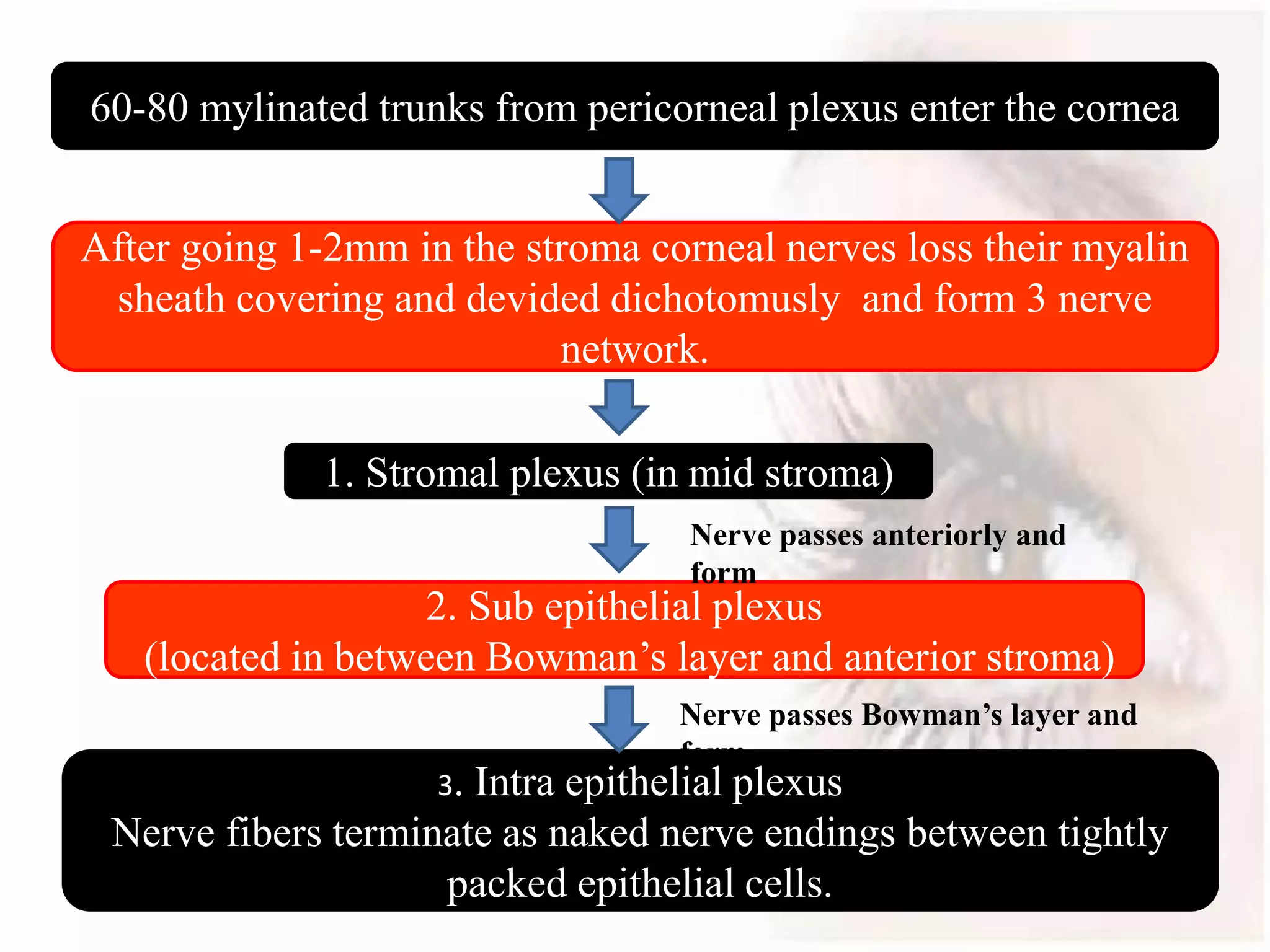 Anatomy of cornea of dr. sohel mahmud | PPTX